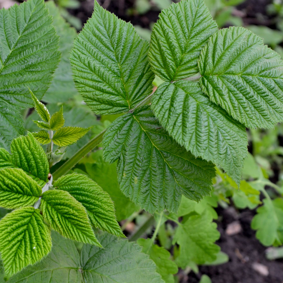 Cycle Harmony Tea - Balance Your Hormones Naturally – Drink Symbi