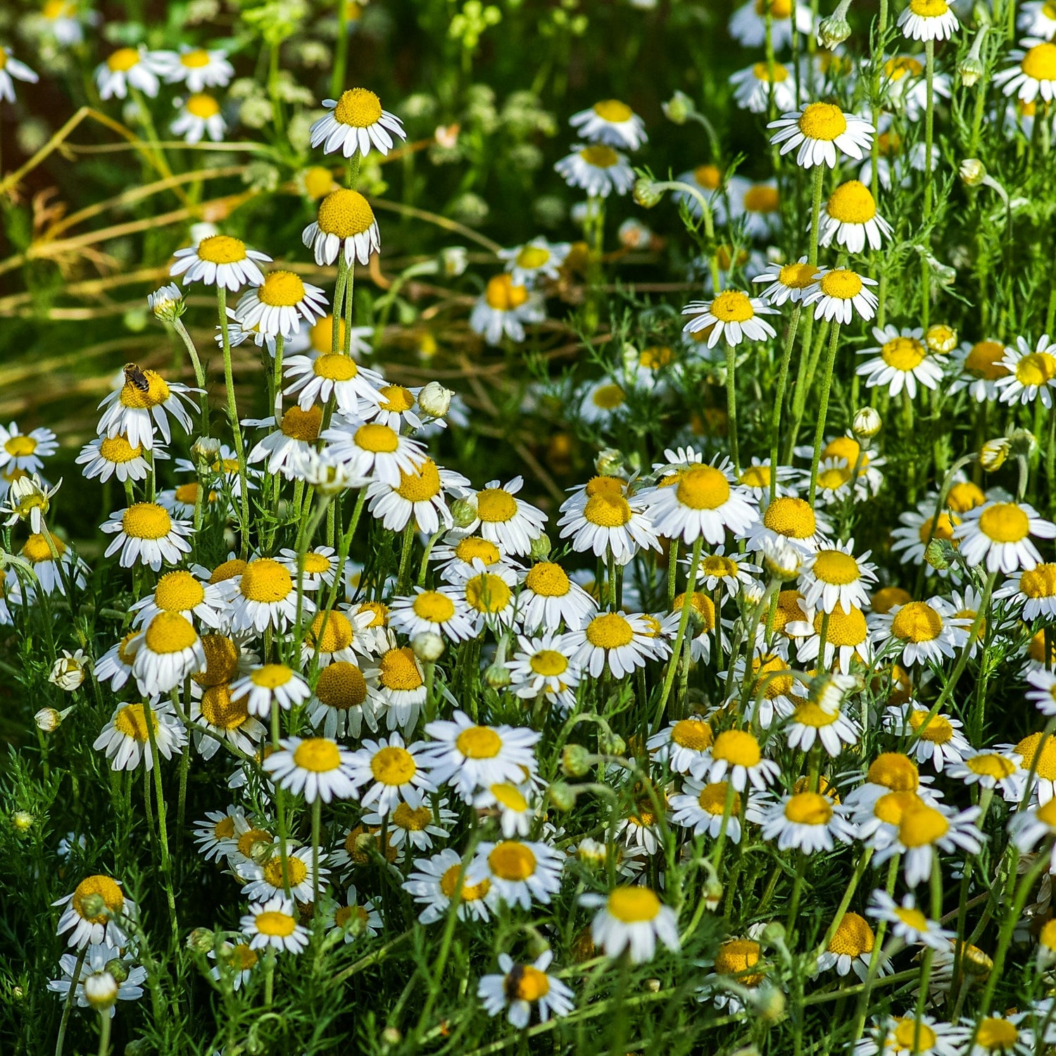 Anxi-tea - calming relief for anxiety symptoms – Drink Symbi